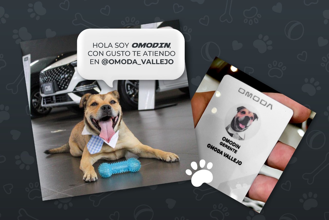 Conoce a Omodin, el nuevo integrante de Omoda: Agencia adopta a perro ...